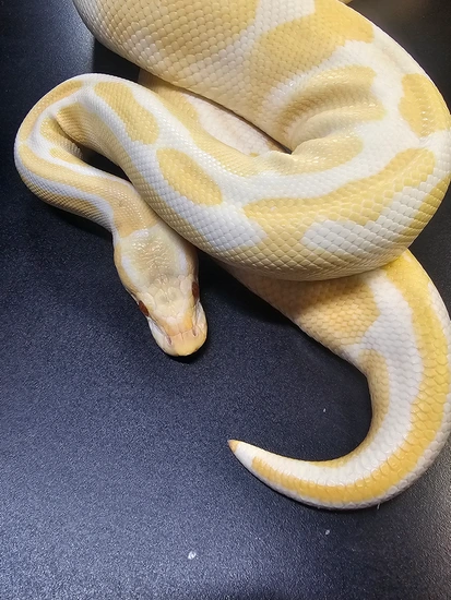 Banded Albino Ball Python by Wish List Morphs