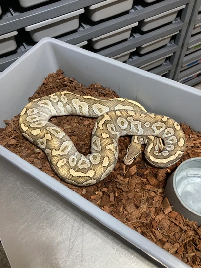 Mystic Crystal Ball Python by Snake Barn