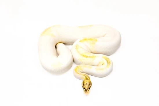 Pastel Highway Pied Ball Python by Snake Barn