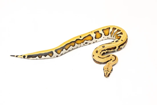 Golden Eye Het T+ Albino Het Piebald Blood Python by Snake Barn