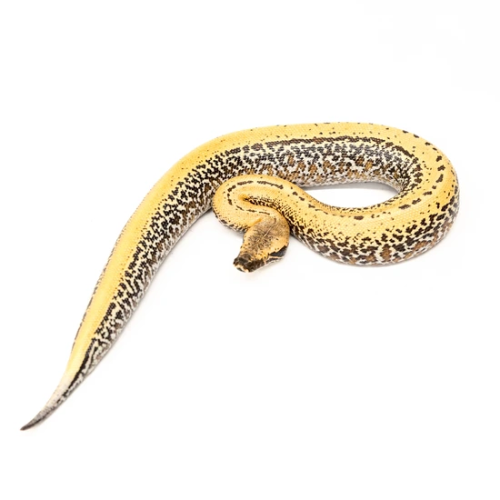 Pixel (Pollen) Het T+ Albino Blood Python by Snake Barn