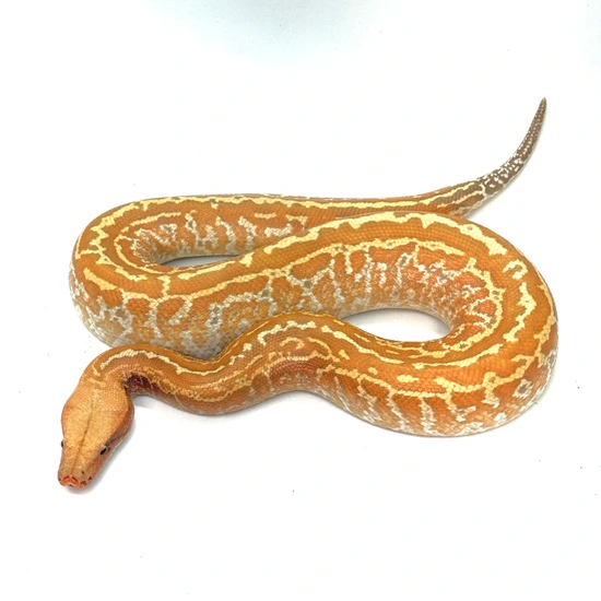 T+ Zig Zag Batik Blood Python by Snake Barn