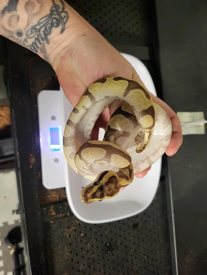 Super Enchi Cypress Fire Scaleless Head Ball Python by WJ Morphs