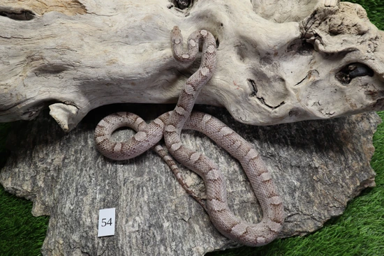 2019 Anery Bloodred (Granite) Proven Corn Snake by Cleidoic Enterprises
