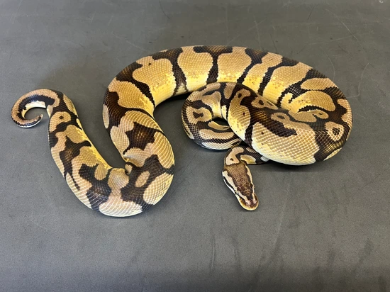 4 X Adult Male Ball Pythons. by Wolves Balls