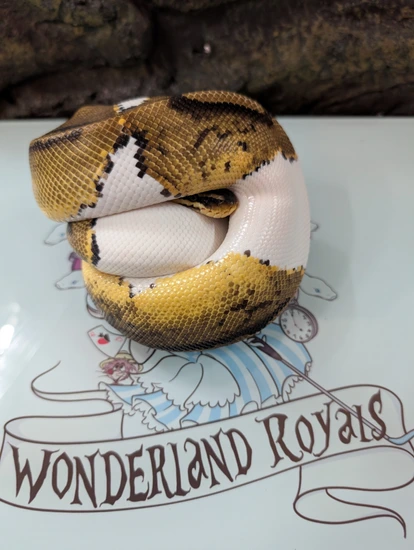 Firefly Pied Ball Python by Wonderland royals