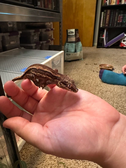 Super Cute Garg W/ Developing Color Gargoyle Gecko by Wonder Pod & Geck Co.