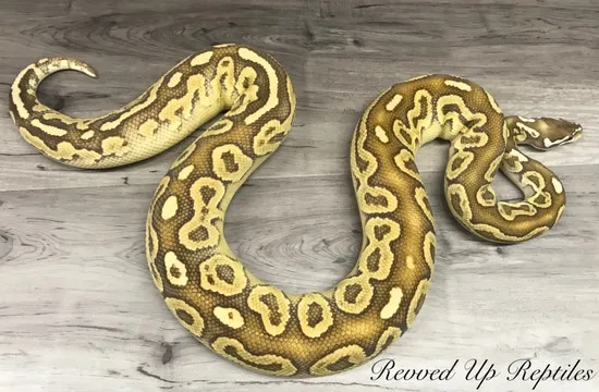 Red Axanthic Lesser Ball Python by Just Incrediballs