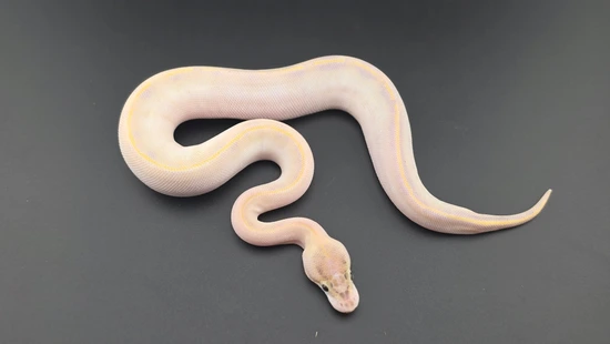 Pastel Ivory (HI OD Scrambler) Ball Python by Python Antics