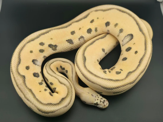 ADULT Pastel Leopard DG Clown Ball Python by Python Antics
