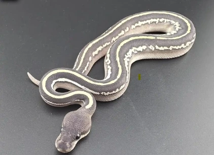 Yellow Belly, Black Pastel, Mojave, Desert Ghost Ball Python by Python ...