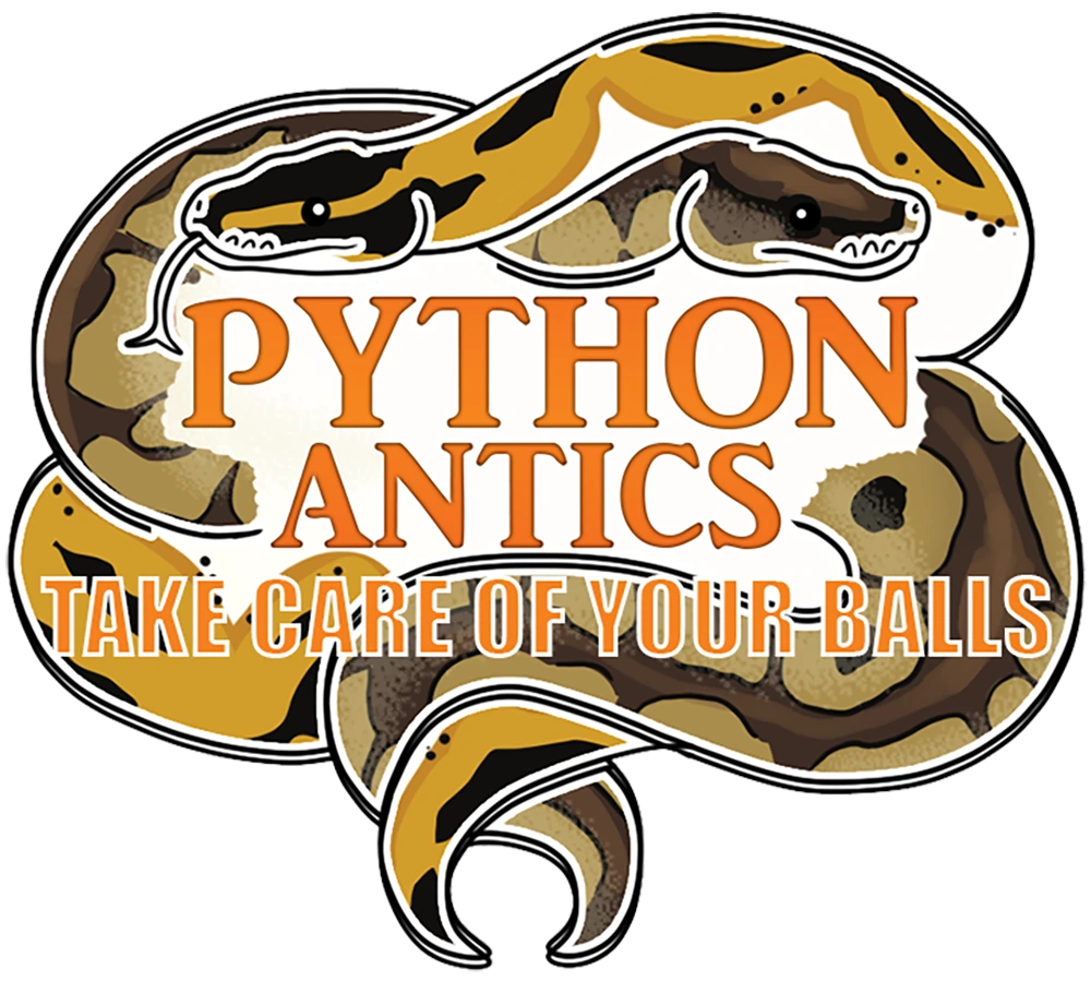 Ball Python Clutch: 2625 by Python Antics - MorphMarket