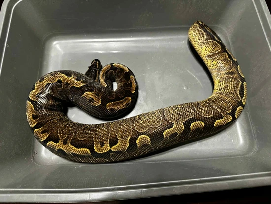 Enchi GHI Ball Python by New Leaf Reptiles