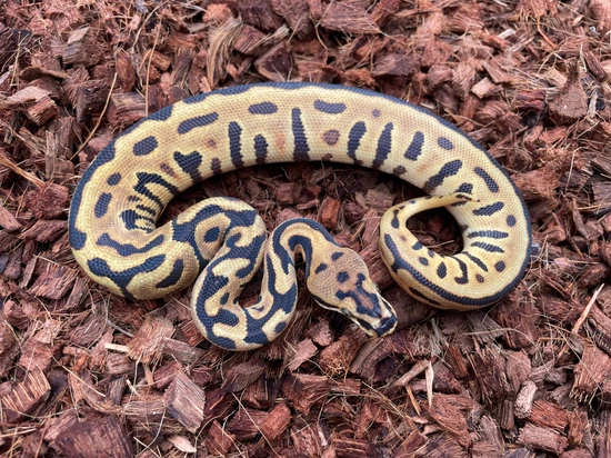 Enchi Leopard Spotnose Yellow Belly Het Clown Ball Python by Wrapped Up ...