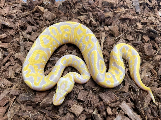 Candy Leopard Orange Dream Pastel Ball Python by Wrapped Up Reptiles