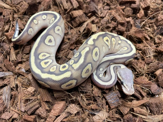 Pastave Hypo Ball Python by Wrapped Up Reptiles