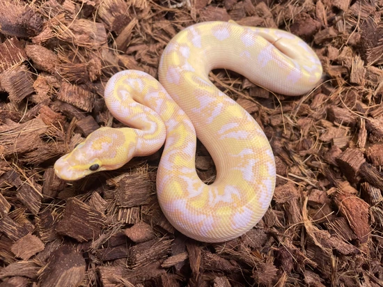 Banana Enchi Super Gravel Ball Python by Wrapped Up Reptiles