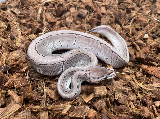 Vpi Axanthic Pinstripe Het Clown Ball Python by Wrapped Up Reptiles