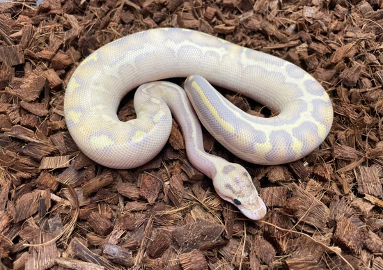 Leopard Ivory Ball Python by Wrapped Up Reptiles