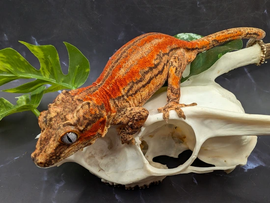 Orange Striped Male Gargoyle Gecko by Wrathgate Reptiles