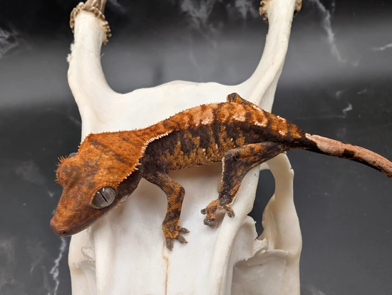 Tricolor Possible Het Pixel #1 Crested Gecko by Wrathgate Reptiles