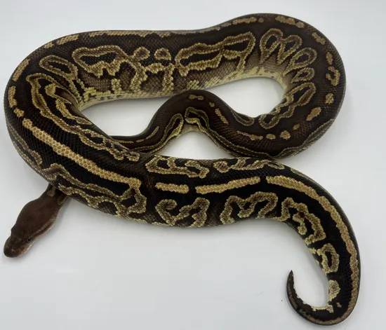 Cinnamon Bongo Het Clown Ball Python by Wreck room snakes