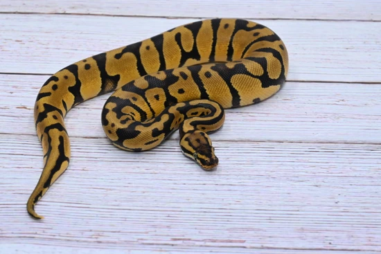 Pastel Enchi "acid" Ball Python by Wreck room snakes