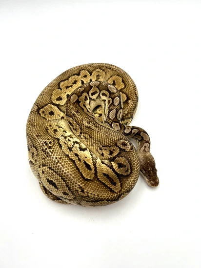 Pastel Bongo Het Paint Ball Python by Wreck room snakes