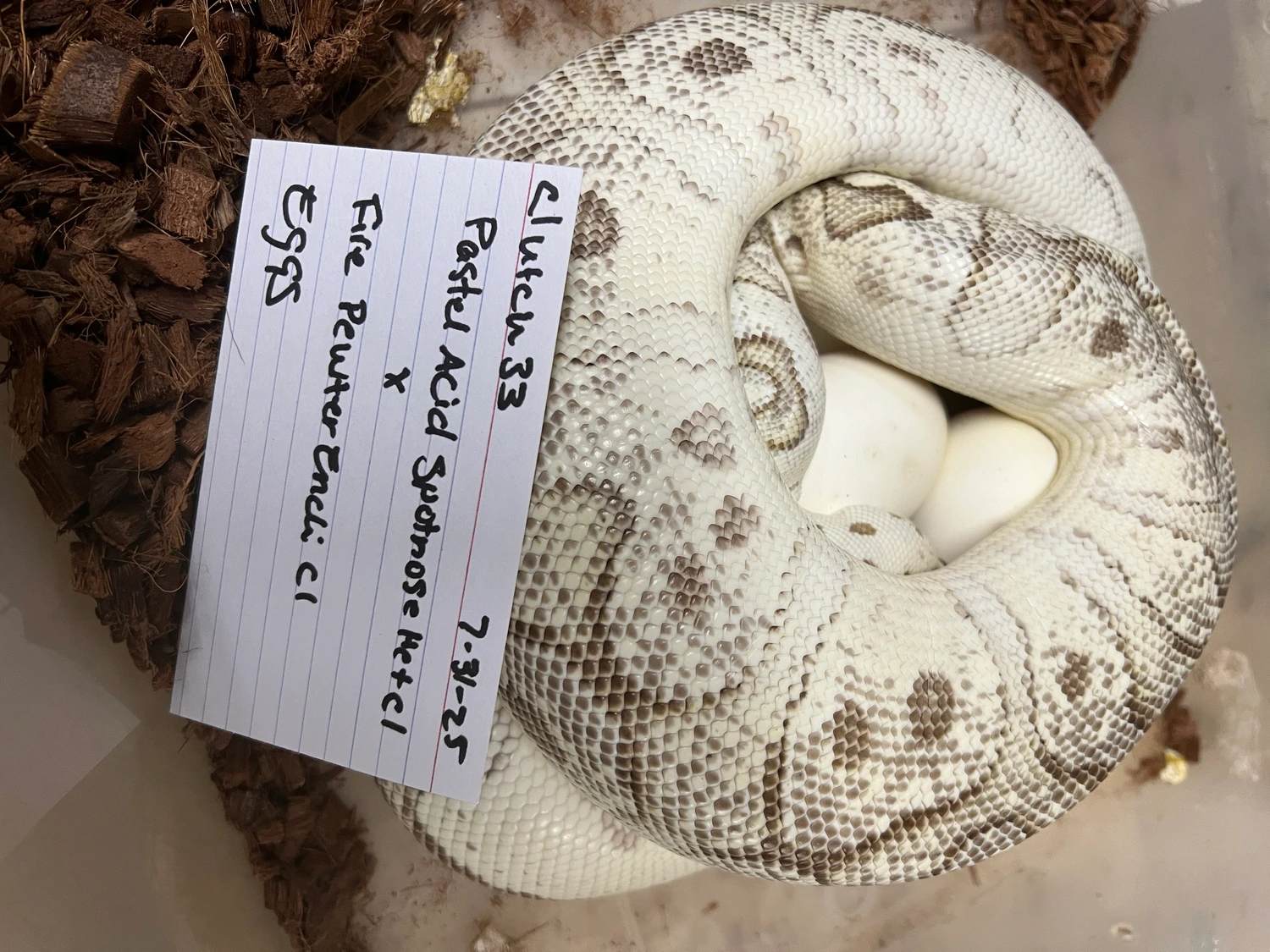 Ball Python Clutch 202533 Pastacidspothetclwnextravclwn By Wreck Room