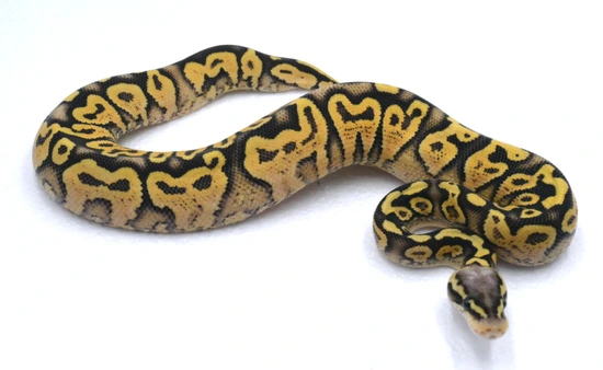 Super Pastel Lace Het Paint Ball Python by Wreck room snakes