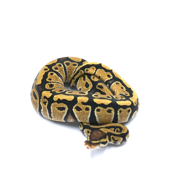 Vanilla Het Clown Het Paint Ball Python by Wreck room snakes