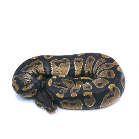 Chocolate Het Desert Ghost Het Hypo Het Paint Ball Python by Wreck room ...