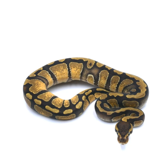 Chocolate Enchi Het Desert Ghost Het Hypo Het Paint Ball Python by ...