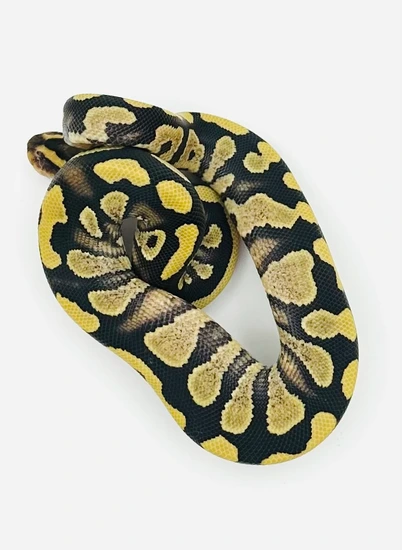 Chocolate Desert Ghost Het Hypo Ball Python by Visionary Exotics