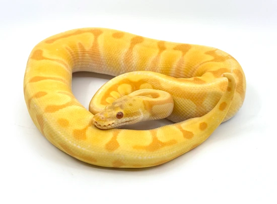 Super Enchi (Pastel) Rainbow Hypo Ball Python by WSK Reptiles