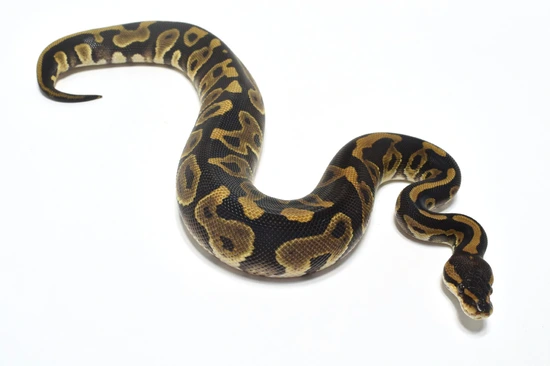 Leopard Wookie Ball Python by WTG