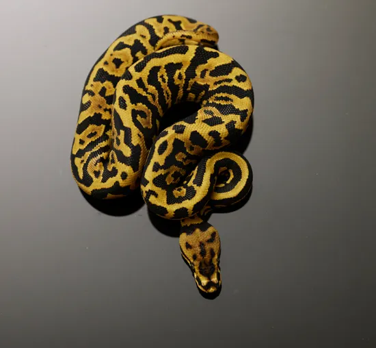 Acid Spotnose YB Or Gravel Het Clown Ball Python by JDW Morphs