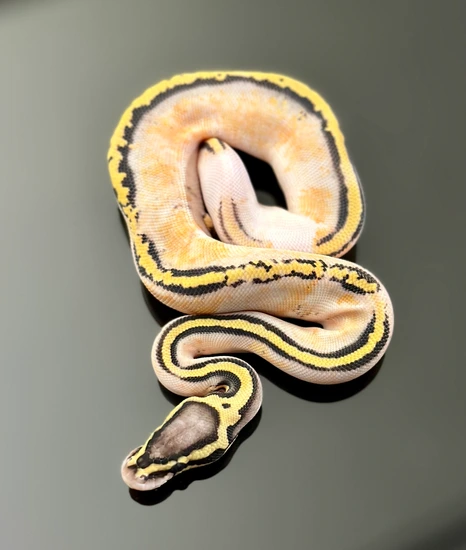 Super Pastel YB Or Gravel Pied Ball Python by JDW Morphs
