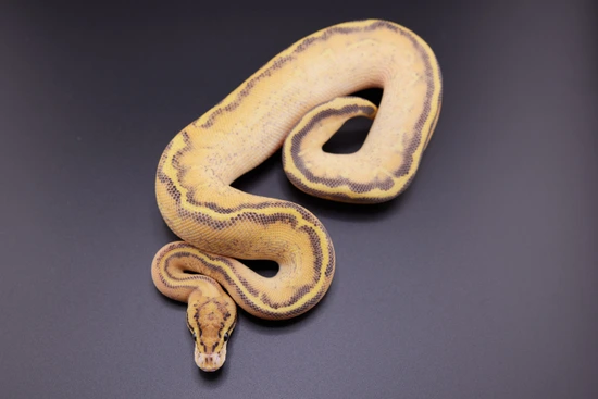 Acid Highway Het Clown Poss Spotnose Ball Python by JDW Morphs