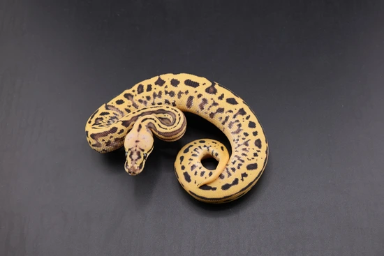 Pastel Acid Leopard YB OD 100% Het Clown 50% Het VPI Axanthic Ball ...