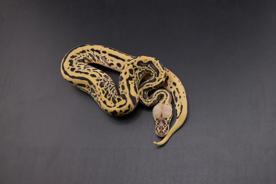 Pastel Acid Leopard 100% Het Clown 50% Het VPI Axanthic Poss YB Ball ...
