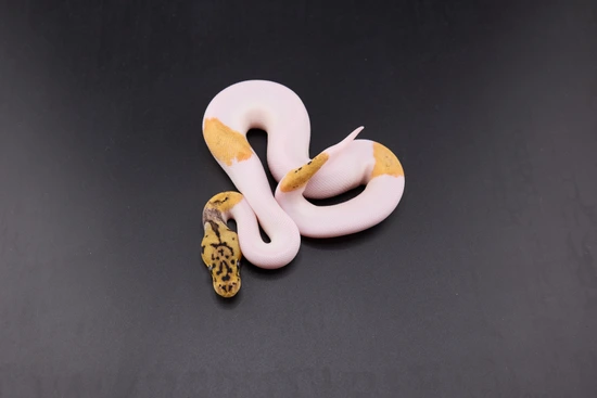 Pastel Clown Pied Ball Python by JDW Morphs