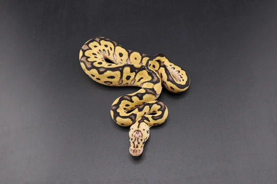Pastel Clown 100% Het Pied Ball Python by JDW Morphs