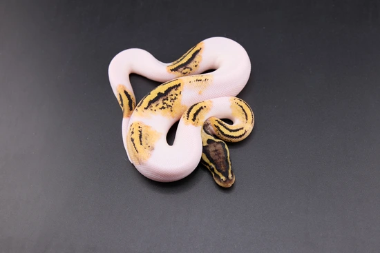 Pastel Pied 100% Het Clown Poss Super Pastel Ball Python by JDW Morphs