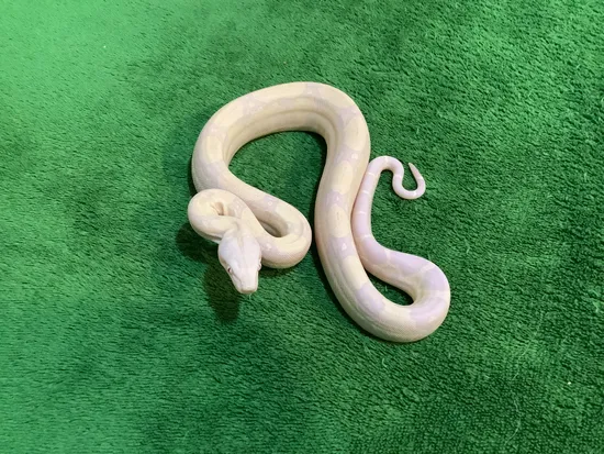 Sharp Snow $650 Shipped Boa Constrictor by WVReptiles