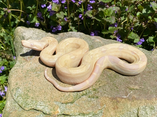 Sharp Snow Boa Male Boa Constrictor by WVReptiles