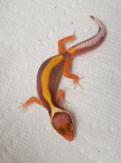 BAE Burning Rainwater Leopard Gecko by WT BAZAAR