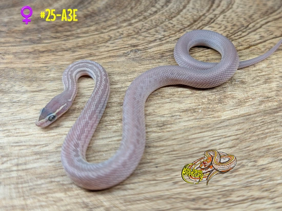Blue Eye Het T- Albino House Snake by Wyre Forest Reptiles