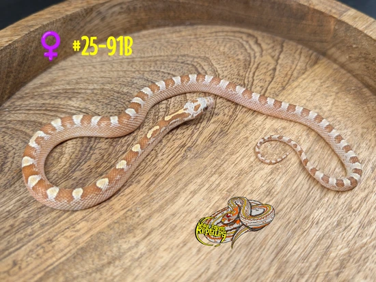 Low Pied Amber 66% Amel Corn Snake by Wyre Forest Reptiles