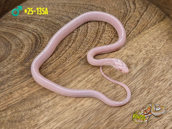 Scaleless Sunkissed Snow Tessera 66% Het Red Coat Corn Snake by Wyre ...